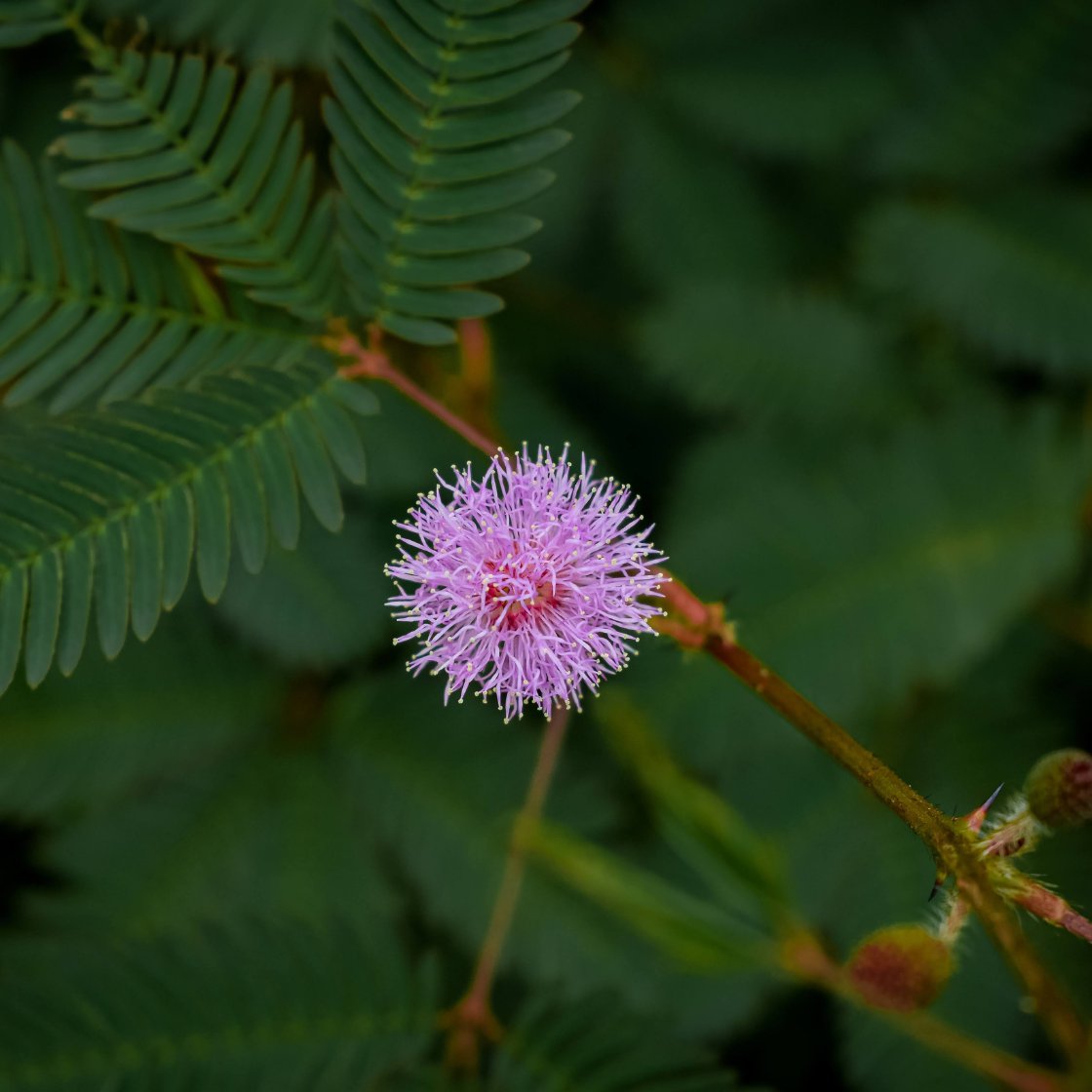Mimosa Pudica Sensitive Plant Foliage Plant 35 PCS Seeds