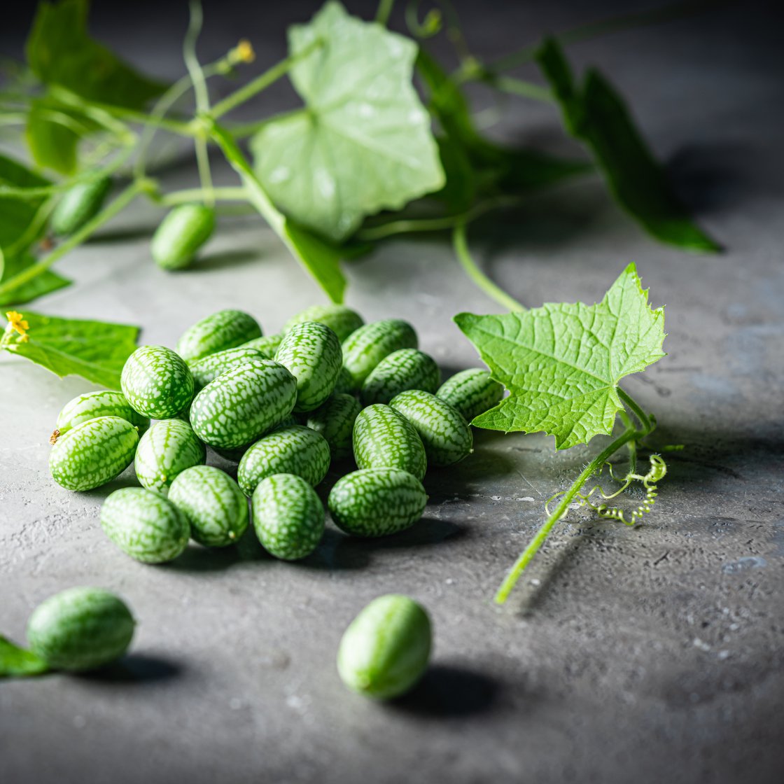 Melothria scabra Cucamelon Mouse Melon 100 PCS Seeds