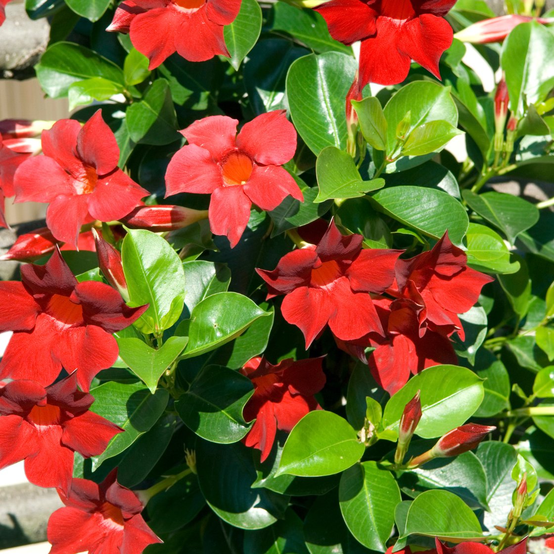 Mandevilla Sanderi Plants Dipladenia sanderi Garden 100 PCS Seeds