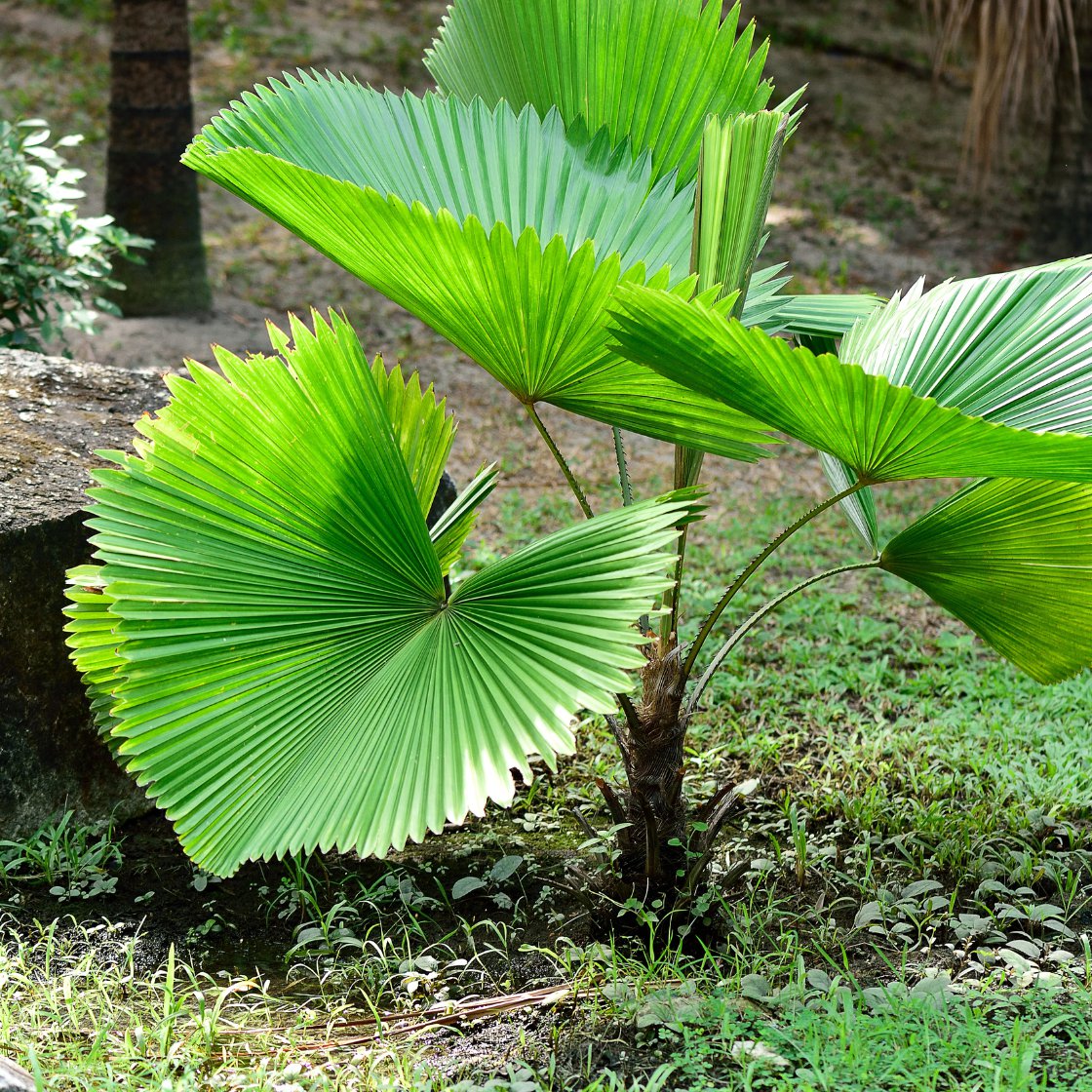 Licuala grandis Palm Tropical Evergreen Fan-Shaped 10 PCS Seeds