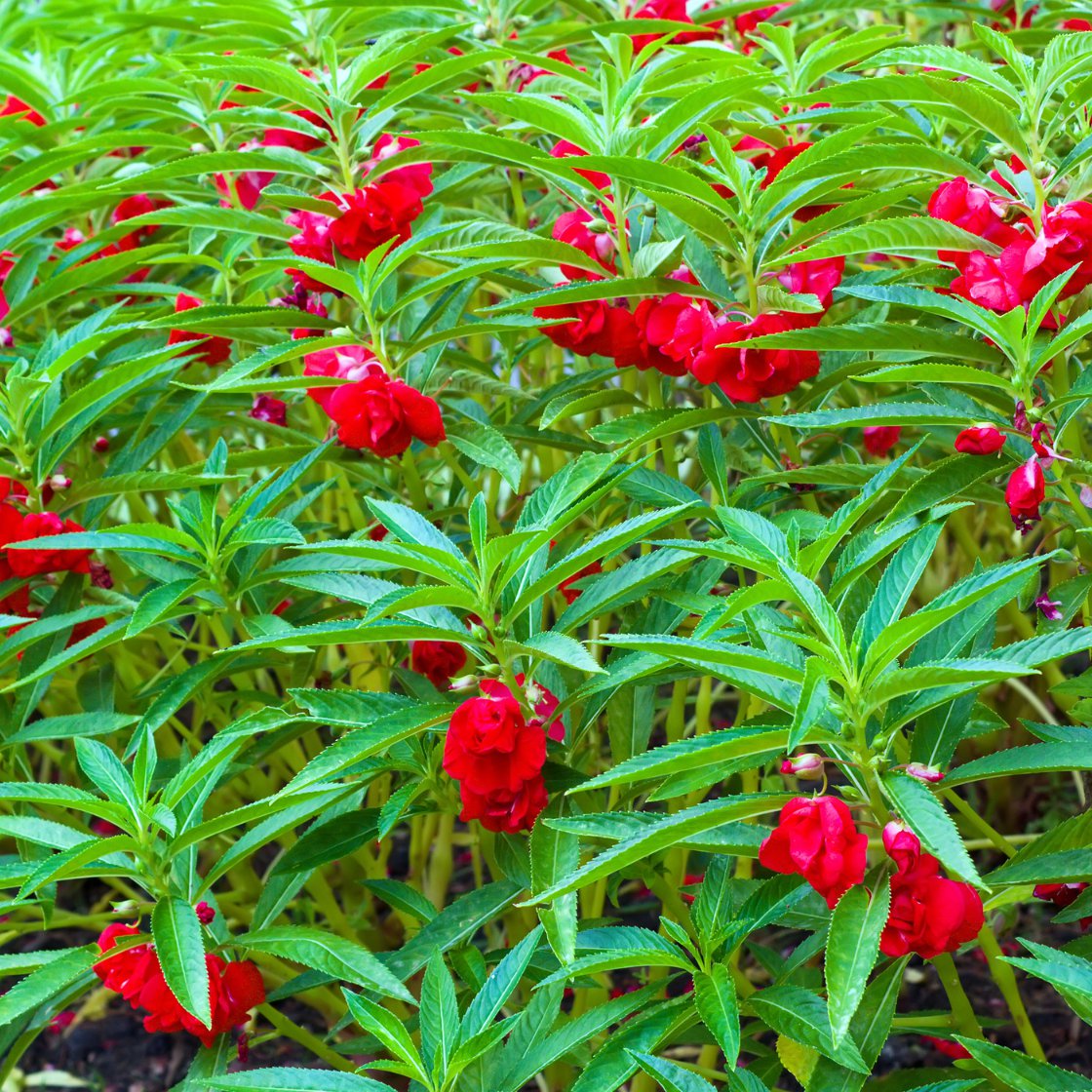 Impatiens Balsamina Red Garden Balsam 100 PCS Seeds