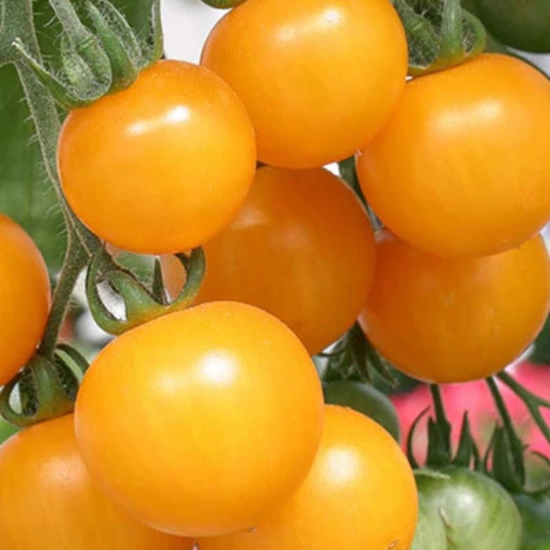 Heirloom Tumbling Tom Yellow Cherry Tomato 100 PCS Seeds
