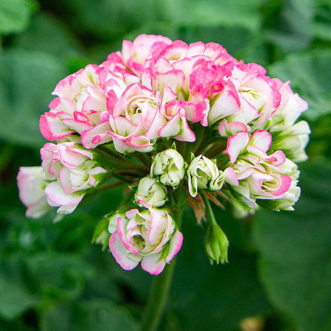Geranium Hydrangea-shaped peach pink and white colors Bonsai 10 PCS Seeds