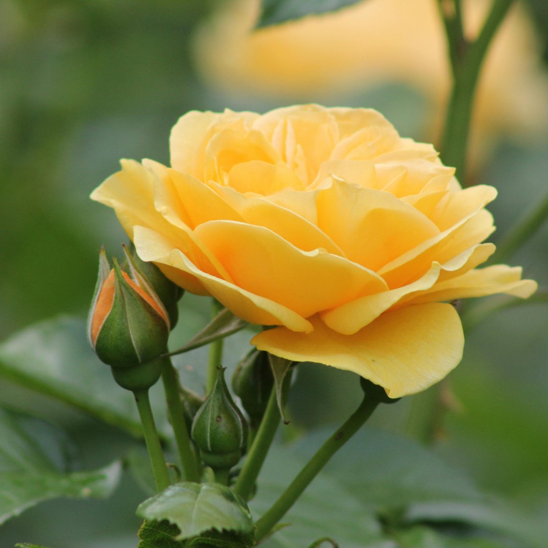 'Euro Tri' Yellow Rose Shrub Flower 50 PCS Seeds