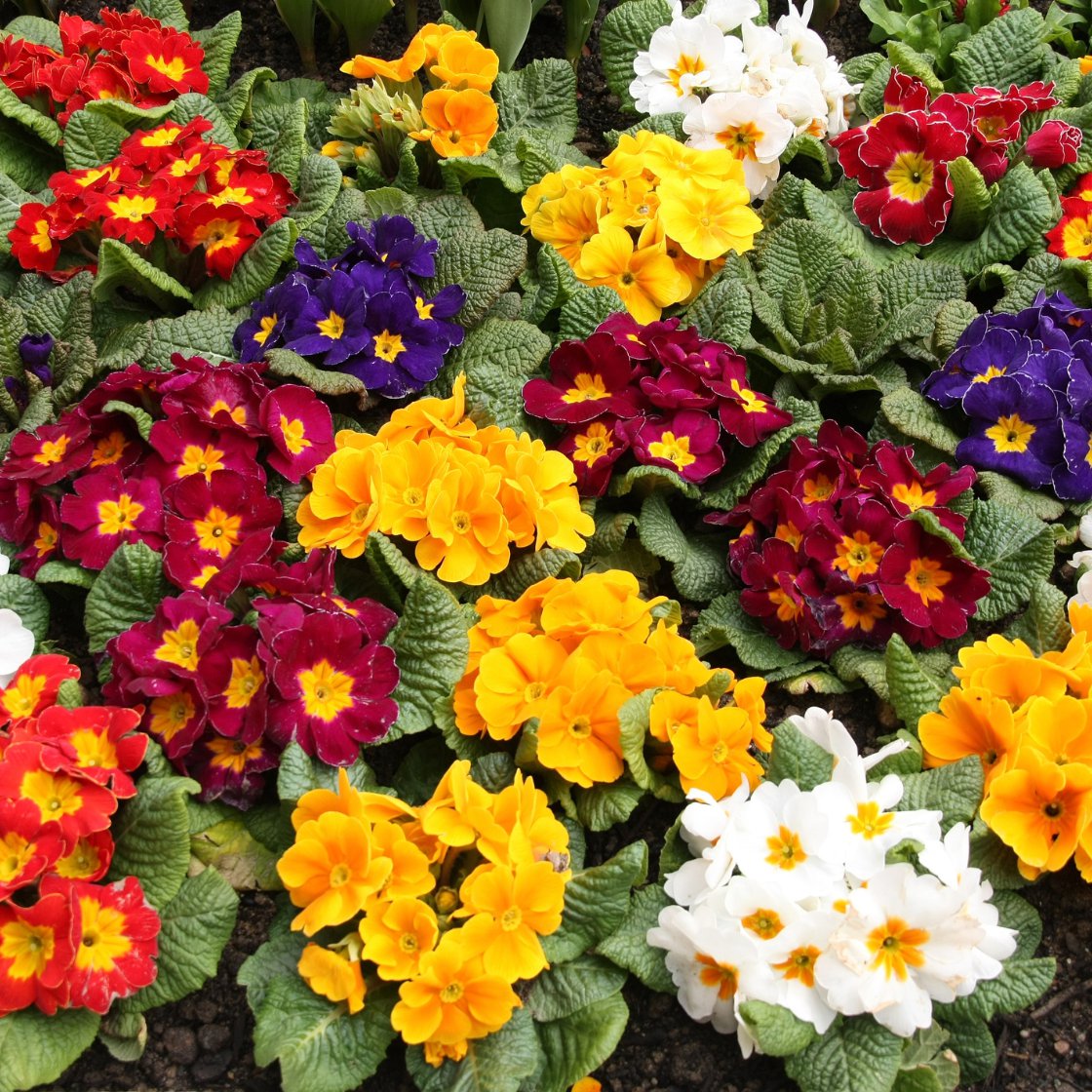 Europe Mix Colors Primula Acaulis Bonsai Potted Plant Primrose 100 PCS ...