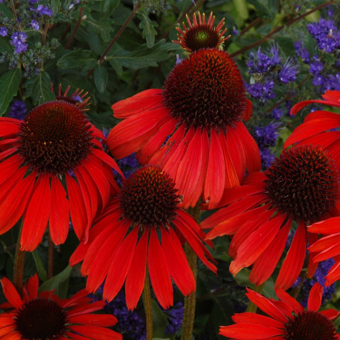 Echinacea Mixed 9 Colors Big Blooms Perennial Flower 200 PCS Seeds