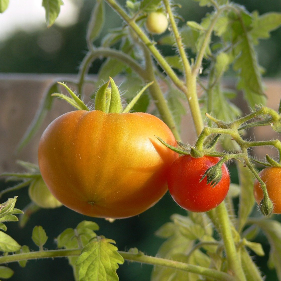 Dixie Golden Giant Tomato Yellow Big Tomato Fruits 100 PCS Seeds