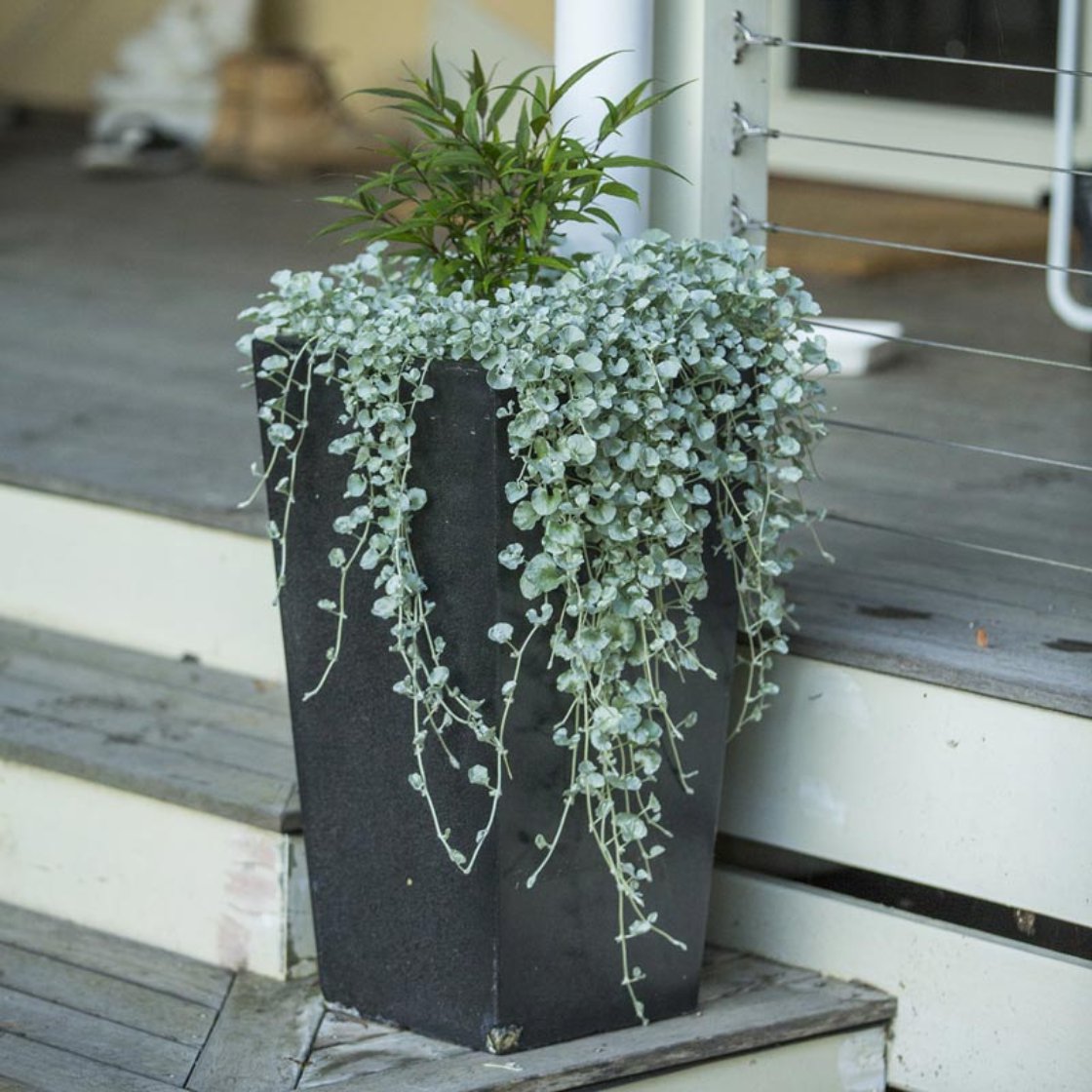 Dichondra Repens Silver Falls Emerald Falls Ground Cover Bonsai 100 PCS ...
