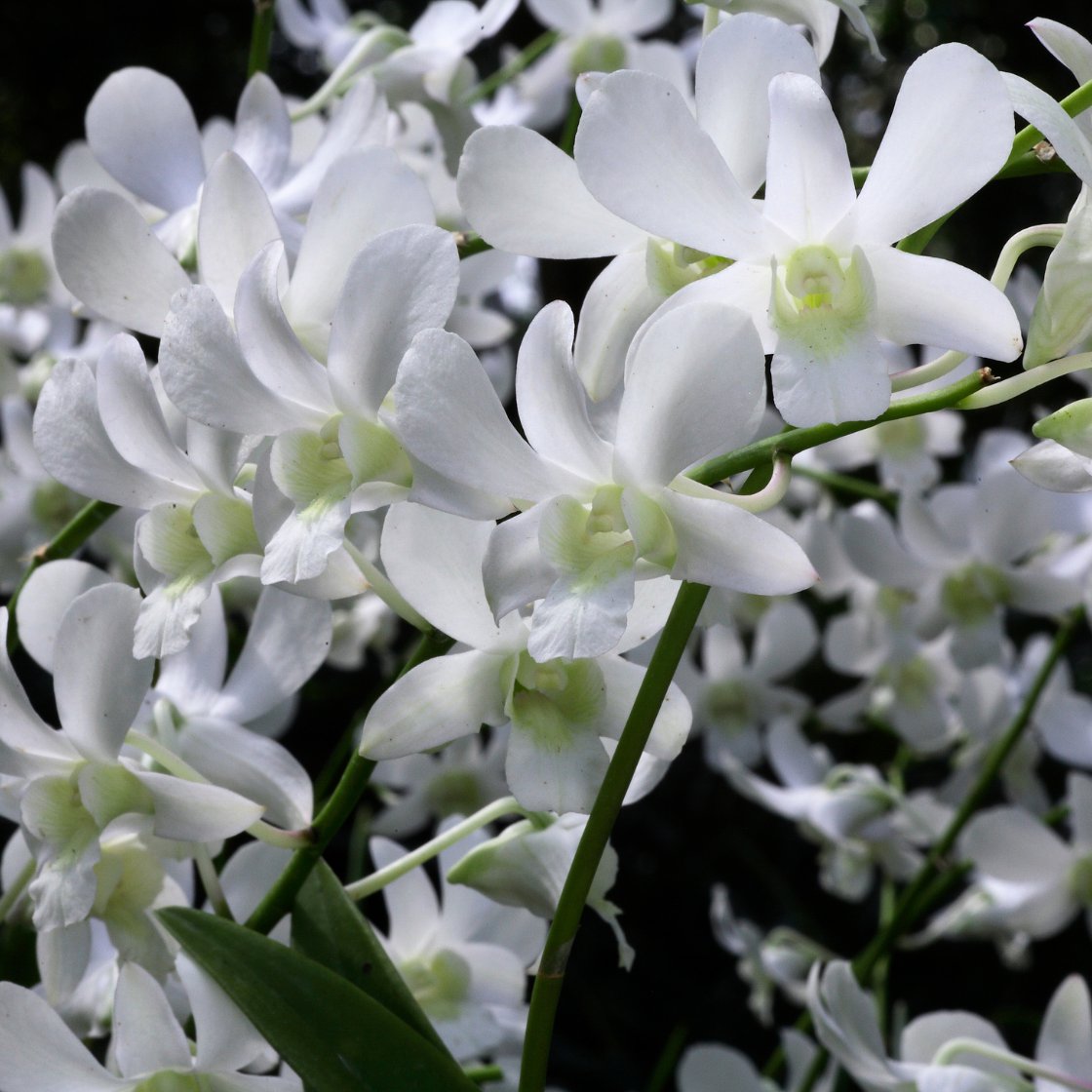 Dendrobe Dendrobium Orchid Flowers Herba Dendrobii 1 PCS Seeds