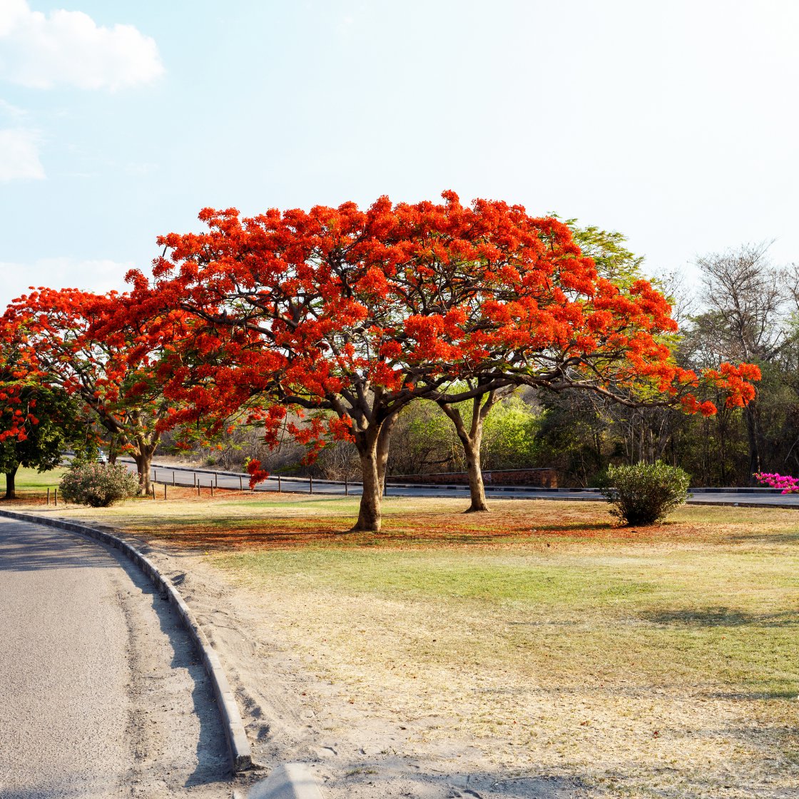 Delonix Regia Red Flame Tree 20 PCS Seeds