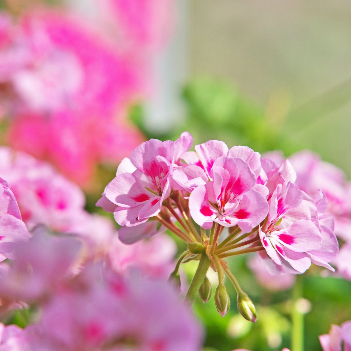 Climbing Geranium Pelargonium 200 PCS Seeds