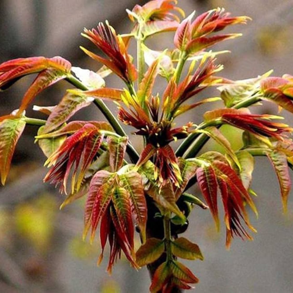 Chinese Toon Edible Red Oil Toon Sinensis Tree Bonsai 50 PCS Seeds