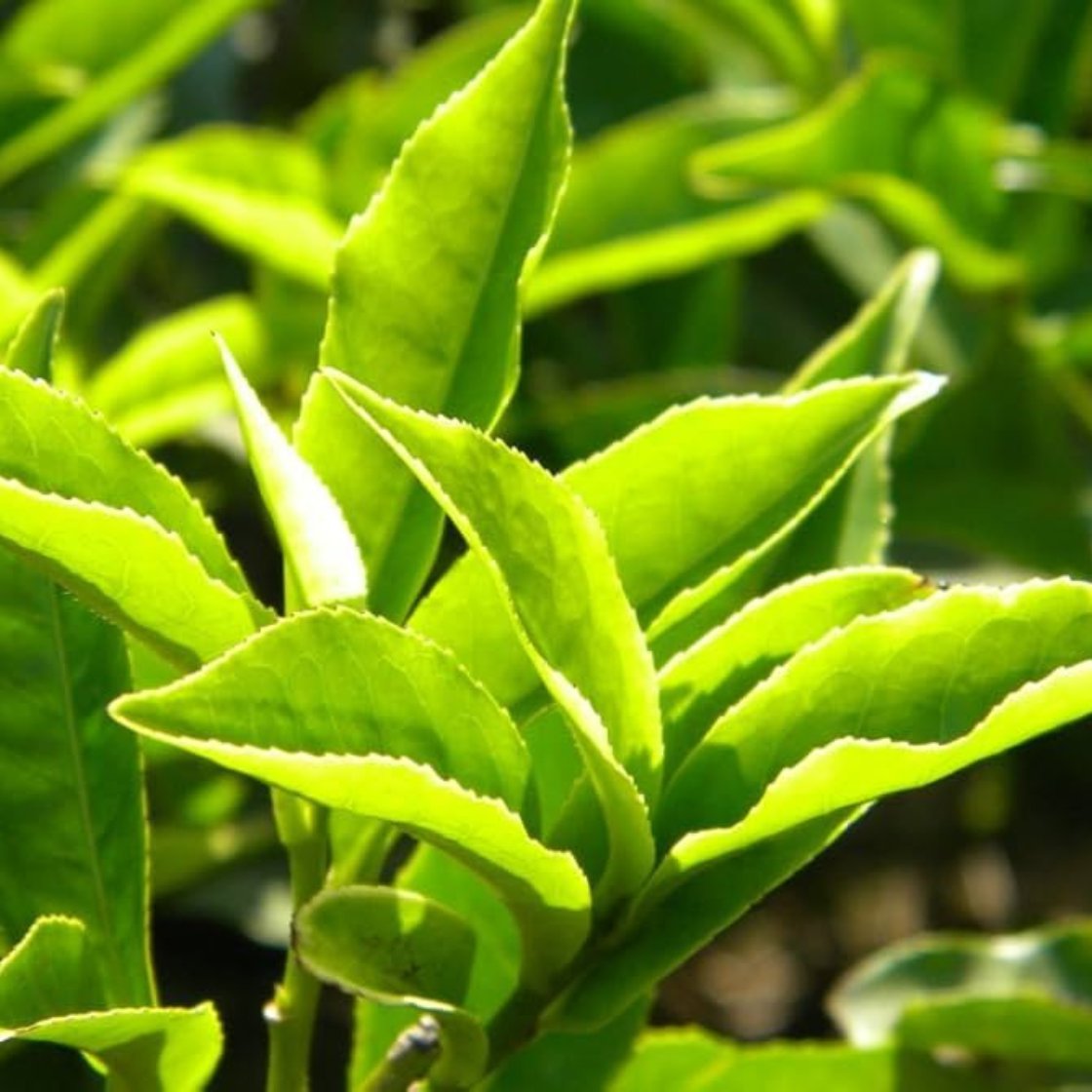 Chinese Green Tea Tree Bonsai Plant DIY Healthy Bonsai Tea 5 PCS Seeds