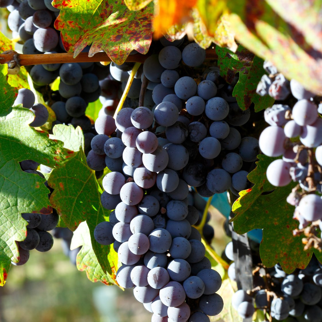 Cabernet Sauvignon Grape Hardy Plant 100 PCS Seeds