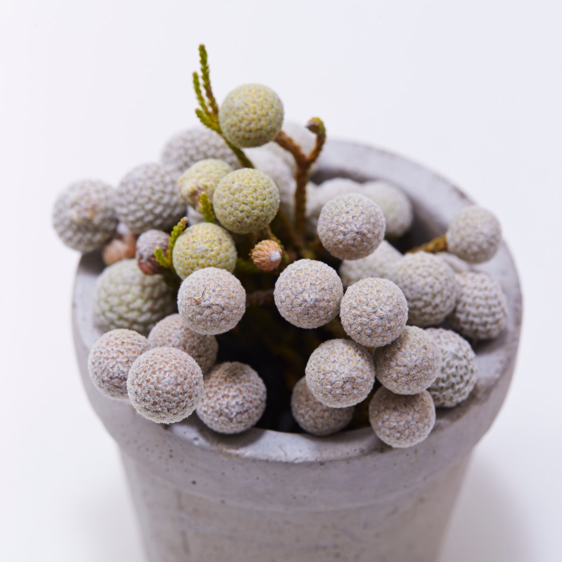 Brunia albiflora Brunia Laevis Garden Plants 5 PCS Seeds