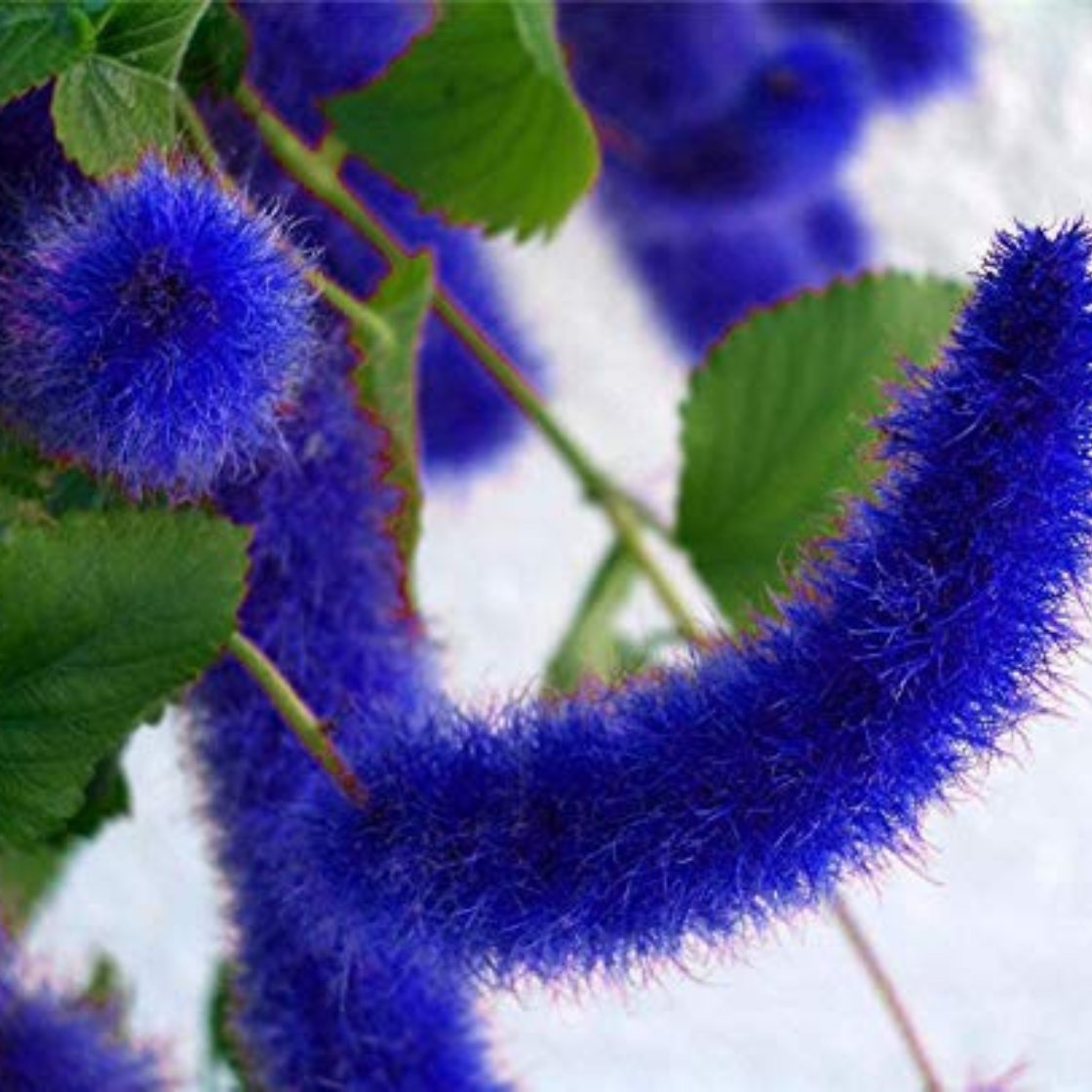 Bonsai Acalypha Hispida Chenille Plant 100 PCS Seeds