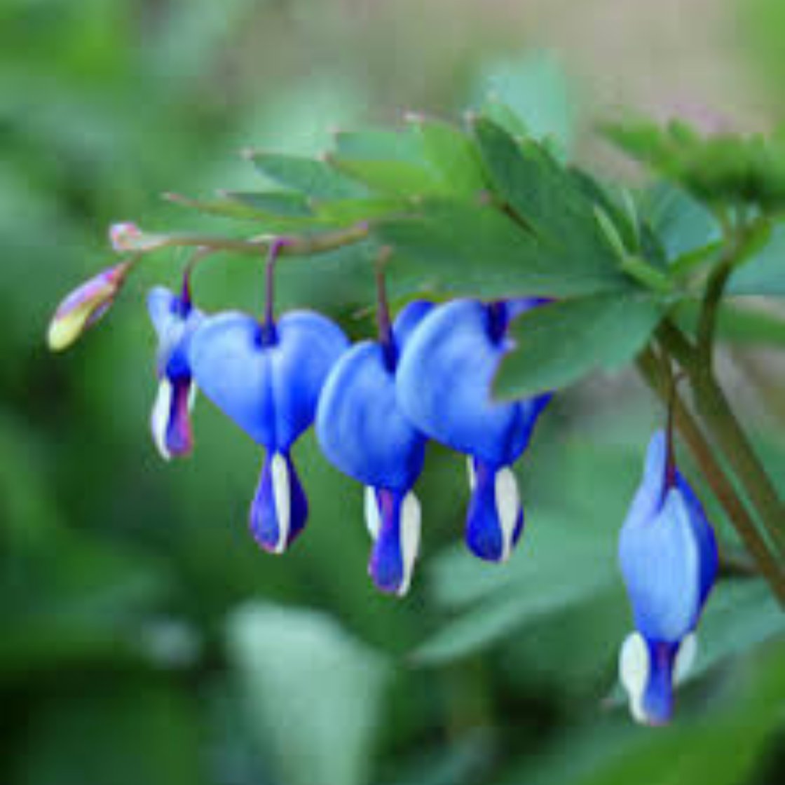 Blue Bleeding Heart 10 PCS Seeds