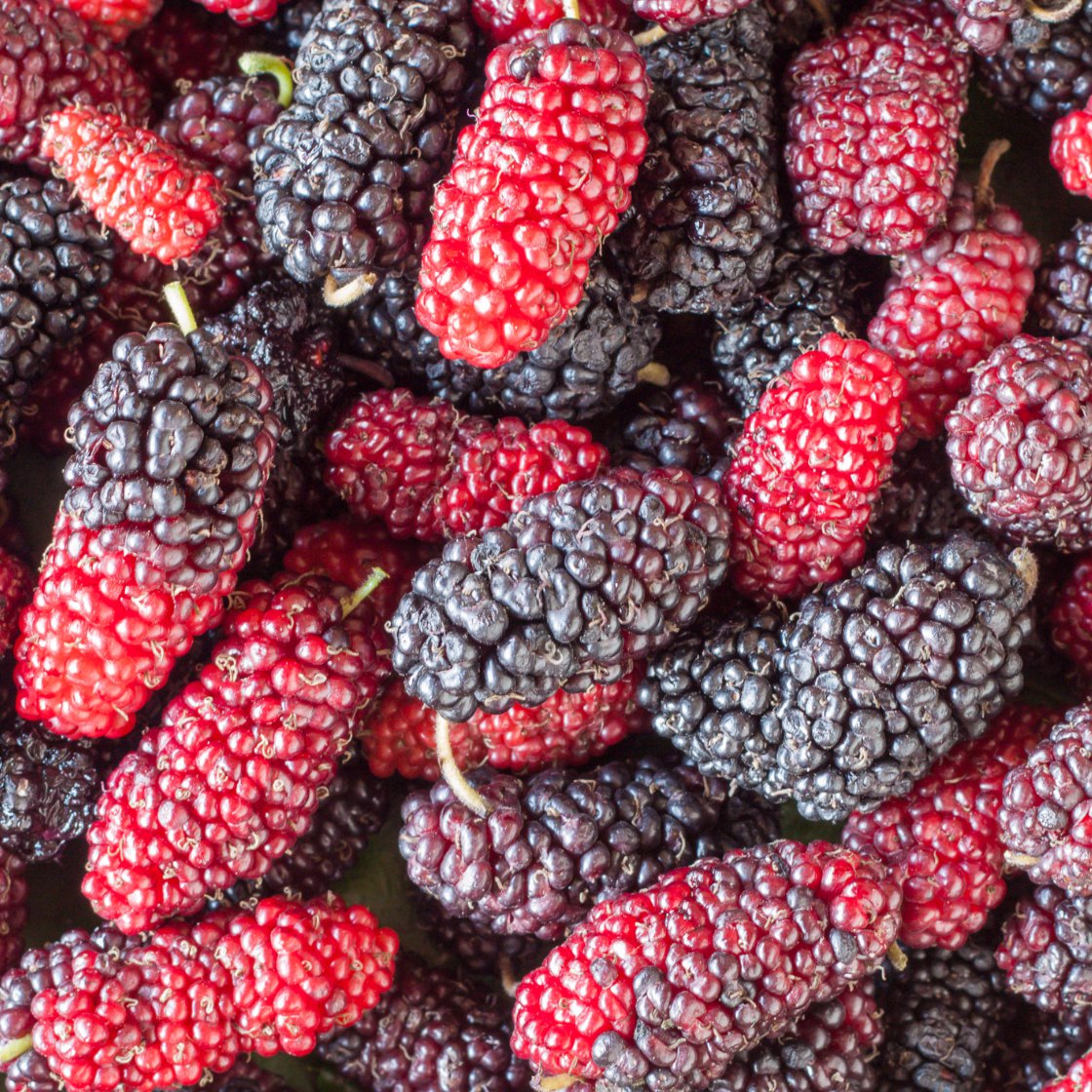 Big Long Mulberry Fruit Tree 50 PCS Seeds