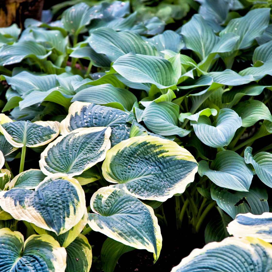 Beautiful Hosta Plants Perennials Lily Flower Shade Hosta Flower 100 ...