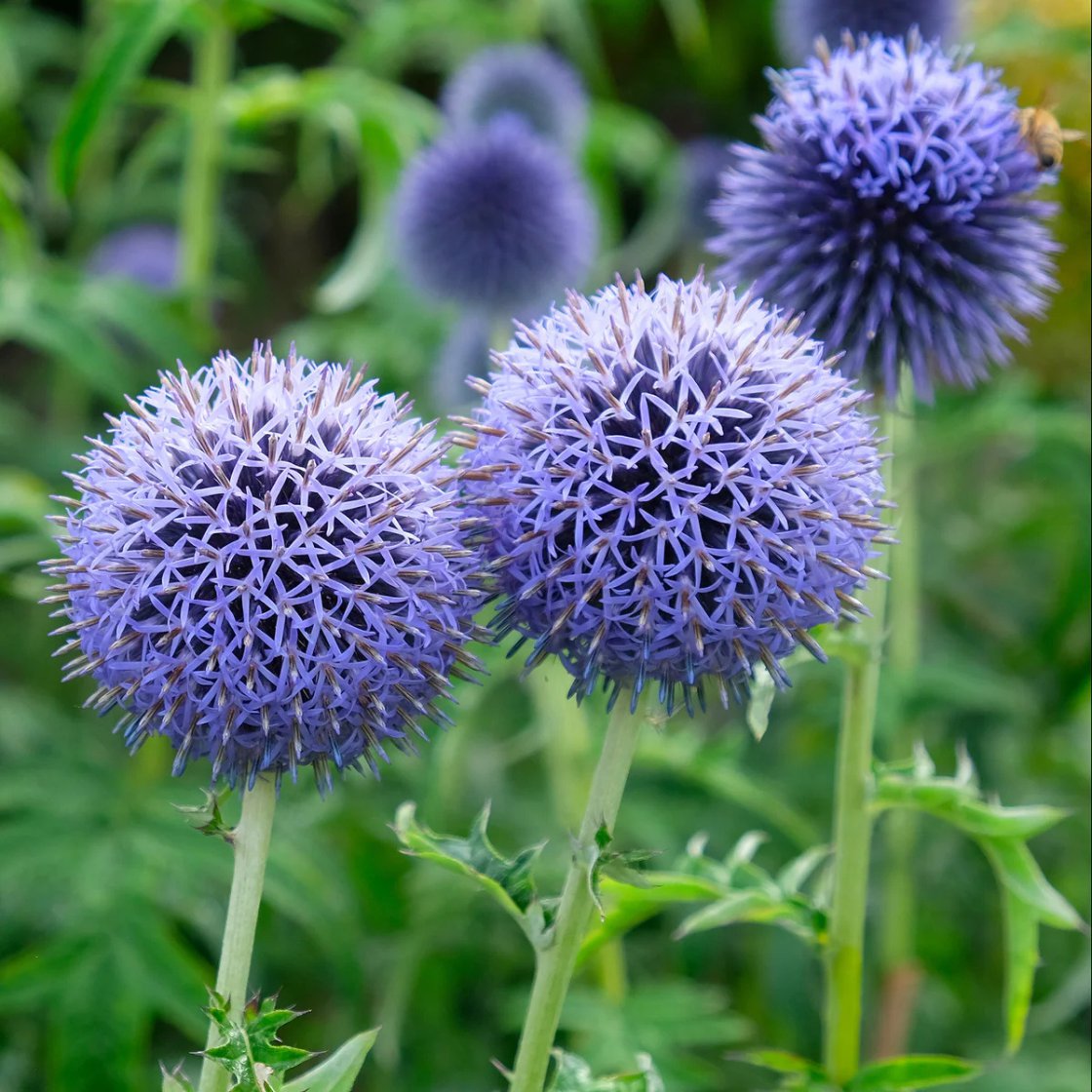 Beautiful Blue Thistle Flower 50 PCS Seeds