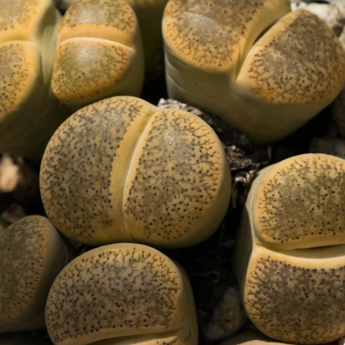 Ball Conophytum vanzylii Lithop 100 PCS Seeds
