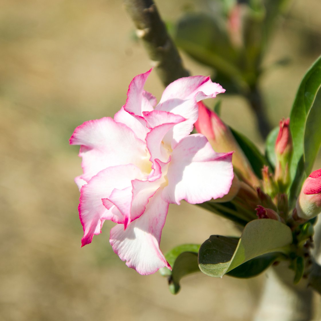Bai Nangzi' White Wrinkled Adenium Desert Rose 2 PCS Seeds