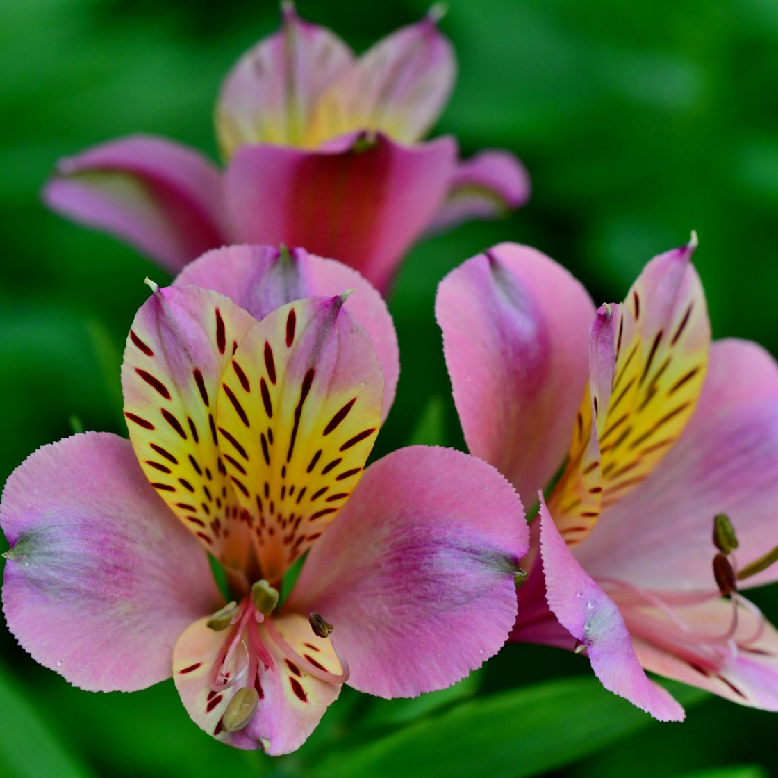 Alstroemeria Peruvian Lily Alstroemeria Inca Bandit Princess lily 100 ...