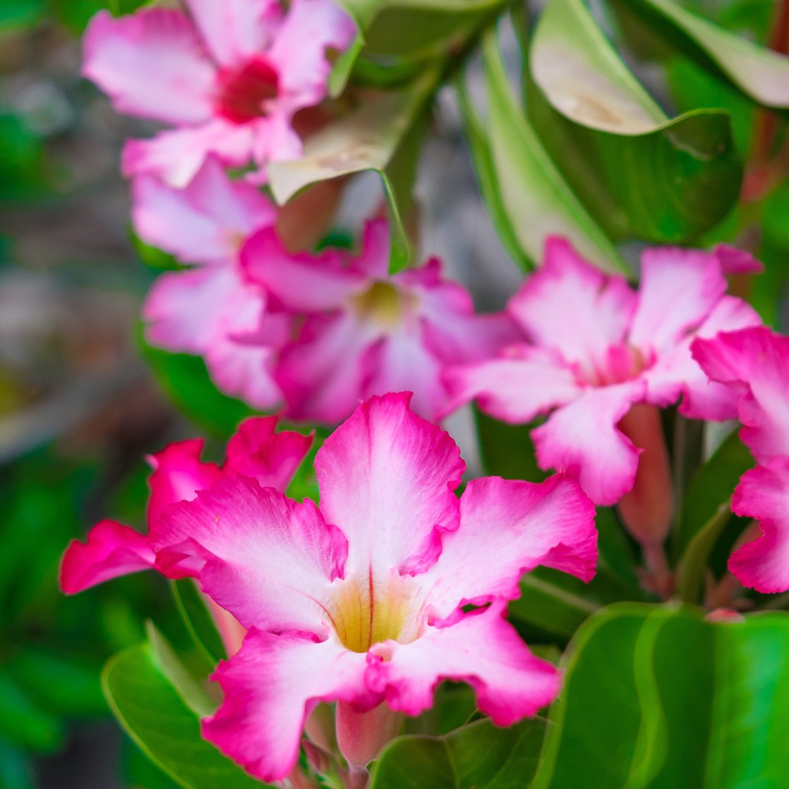 Adenium Obesum Dwarf Mixed Colors 100 PCS Seeds