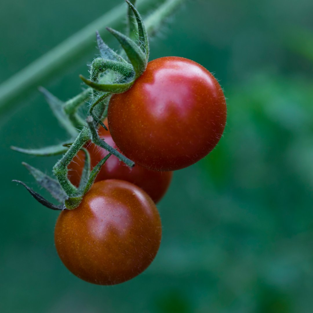 Tomatoberry Garden Hybrid Tomato 100 PCS Seeds
