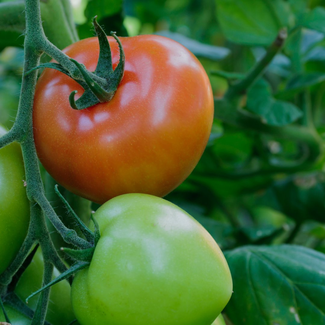 Solanum lycopersicum L. Tomato 'Shirley' F1 Hybrid 100 PCS Seeds