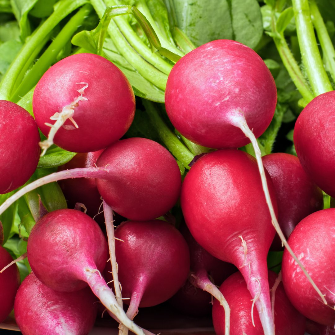 Red Radish 'Da Hongpao' Round Organic Vegetable 50 PCS Seeds