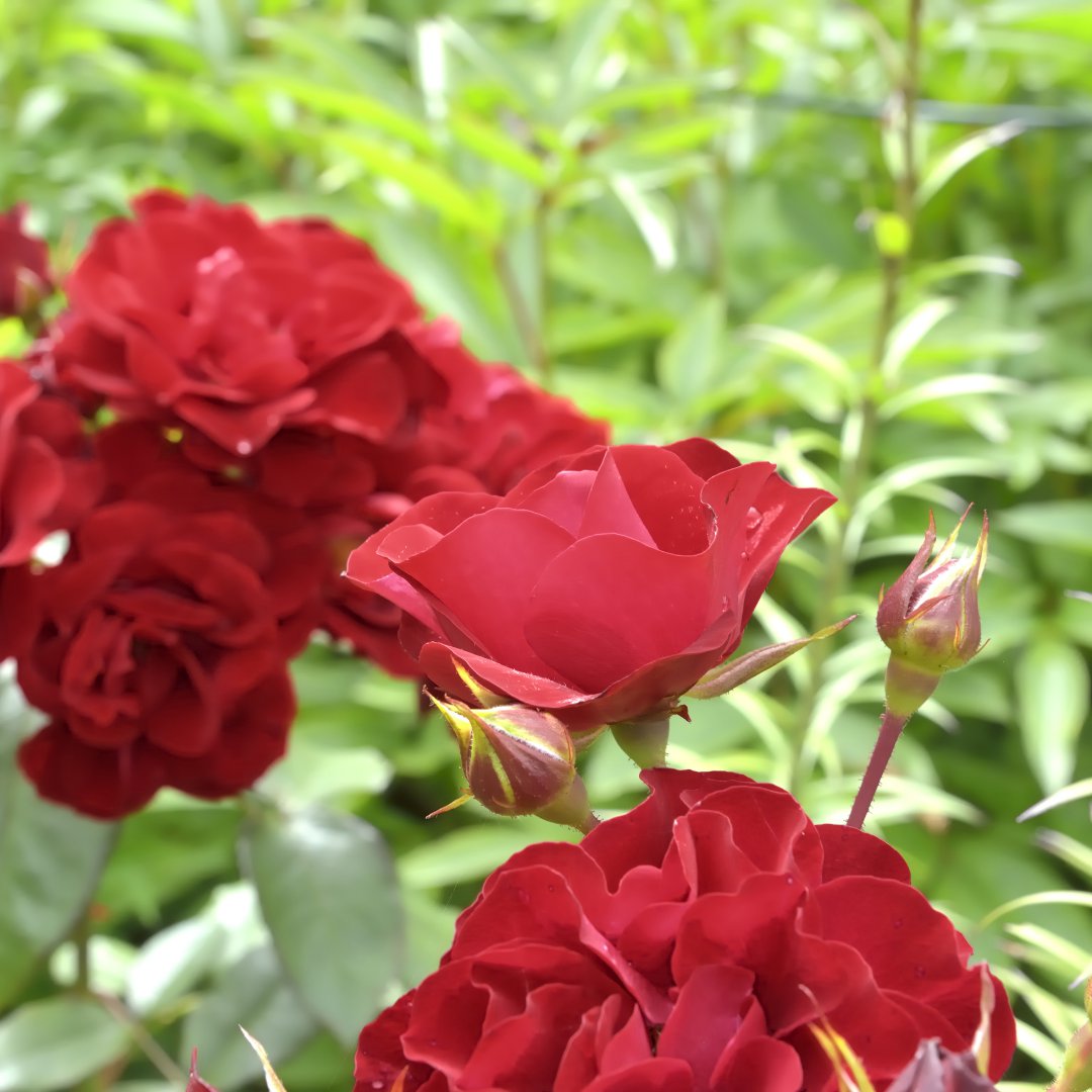 Red Polyantha Rose Multiflora Plant Flower 50 PCS Seeds