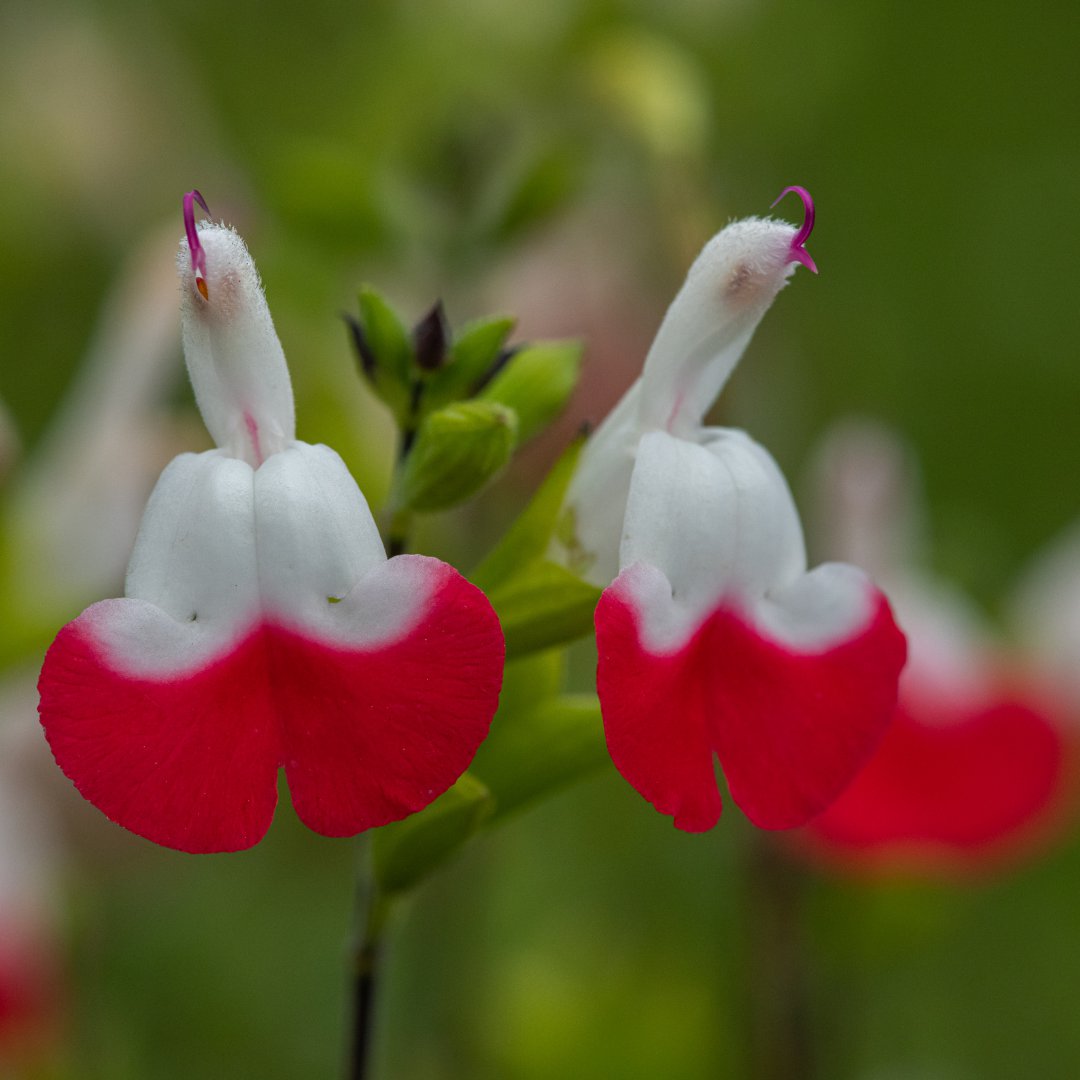 Salvia microphylla ' Hot Lips' Bonsai Potted Plant 100 PCS Seeds
