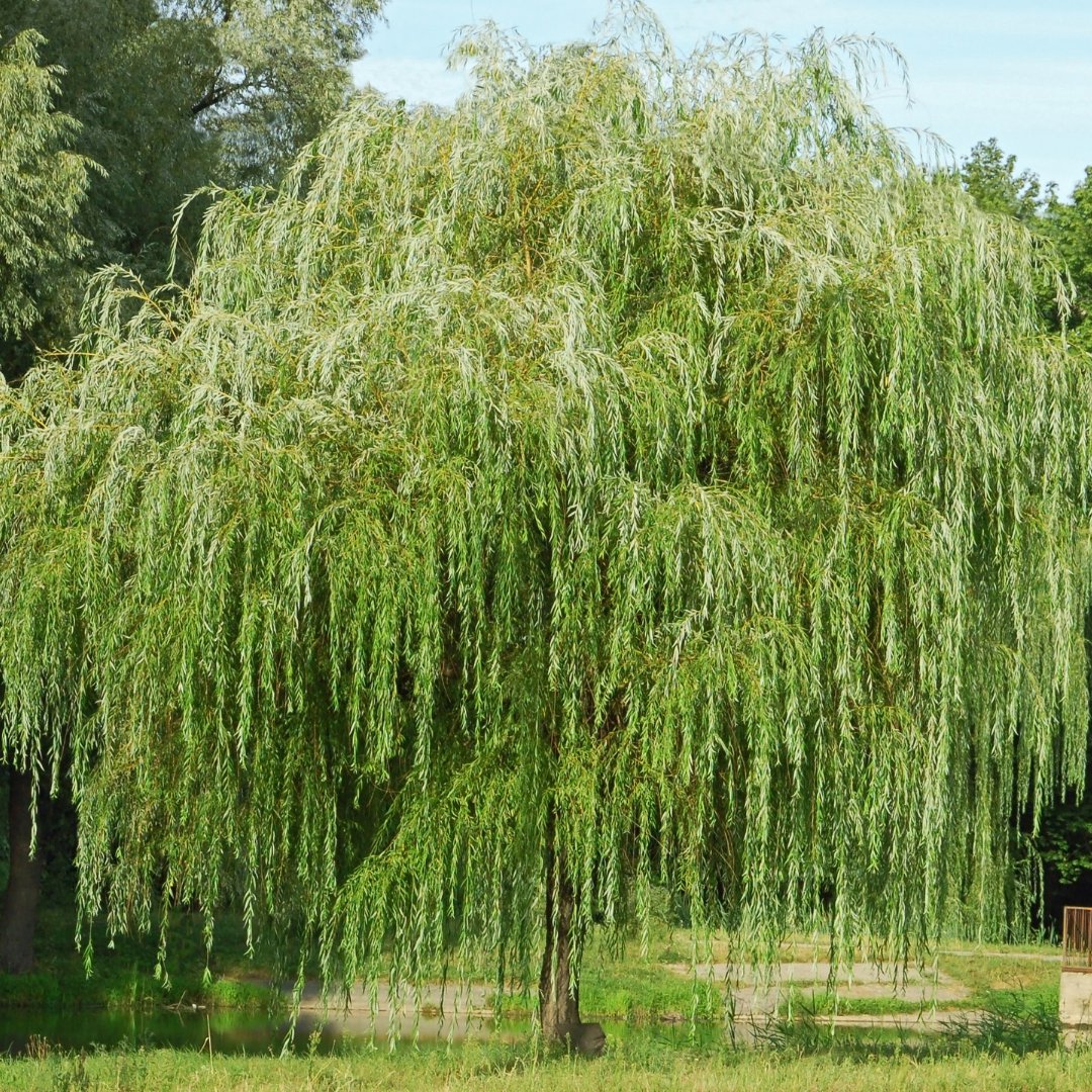 Salix babylonica Giant Tree Willow Tree Bonsai Green Plant 100 PCS Seeds