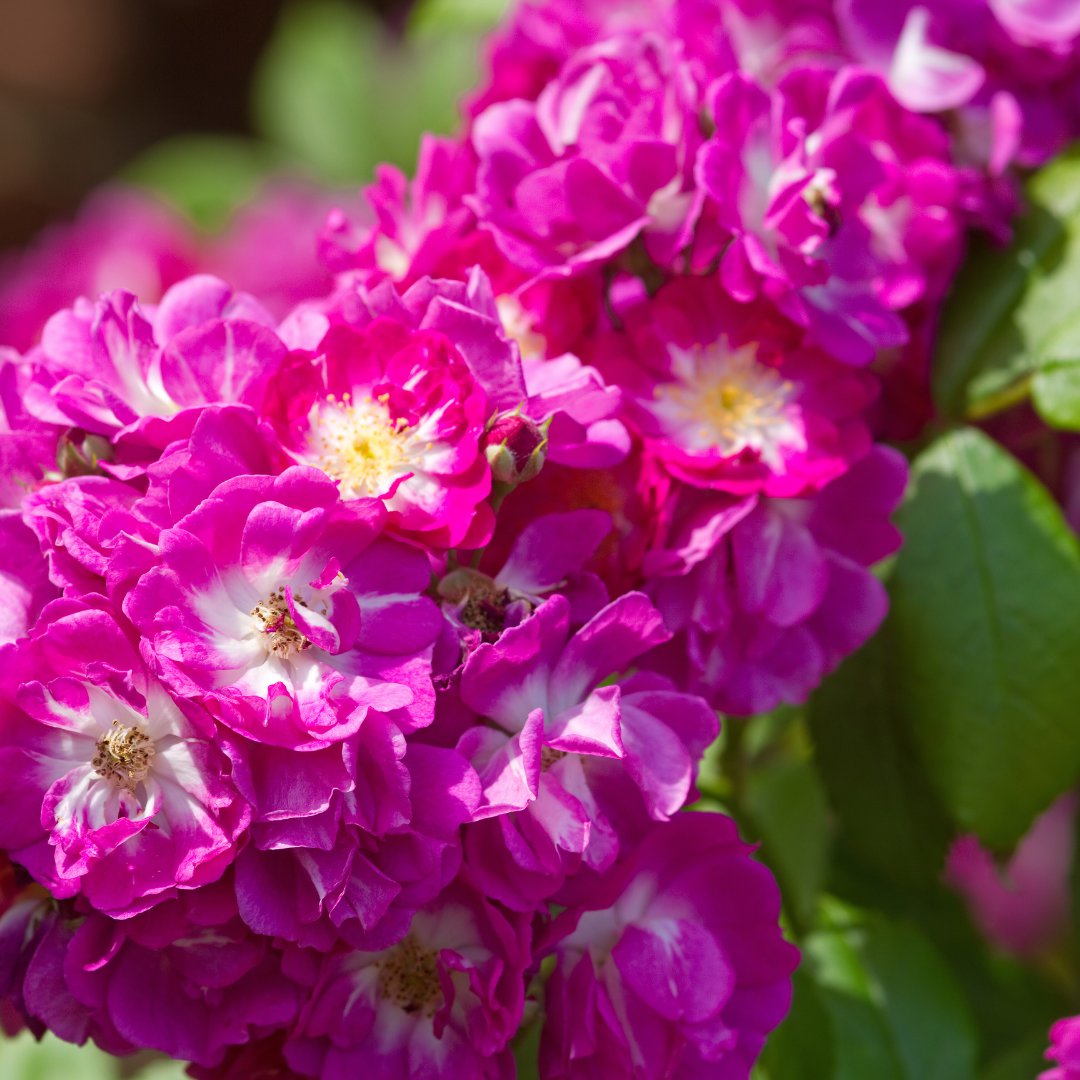 Purple Splash Climbing Rose Shrub 50 PCS Seeds