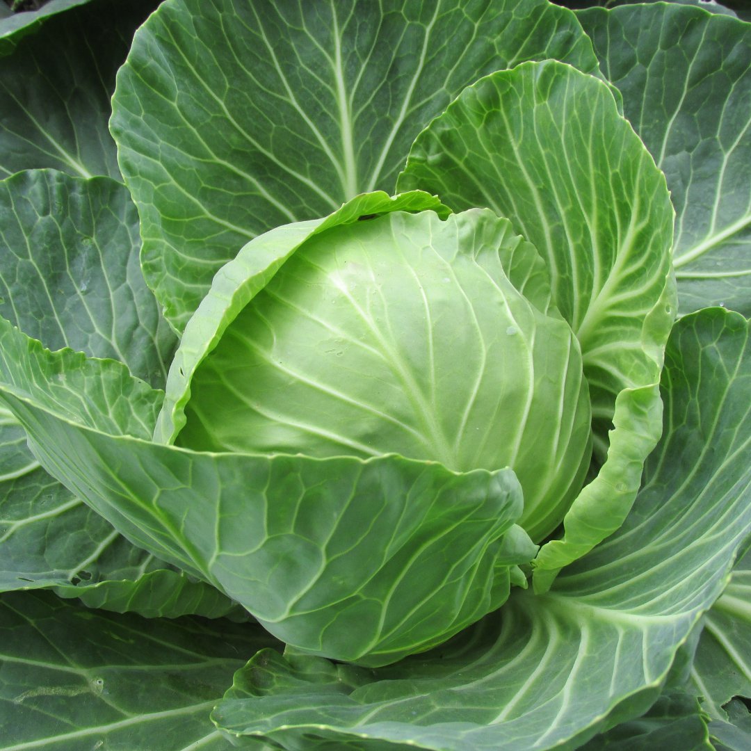 Park's All-Purpose Blend Cabbage 150 PCS Seeds