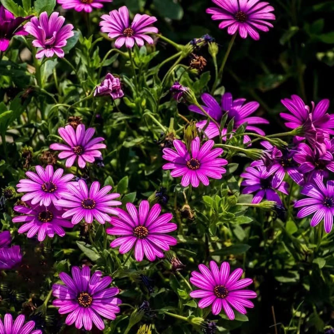 Osteospermum Ecklonis African Transvaal Veldt Daisy 15 PCS Seeds