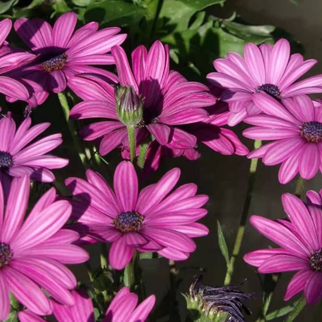 Osteospermum Ecklonis African Transvaal Veldt Daisy 15 PCS Seeds
