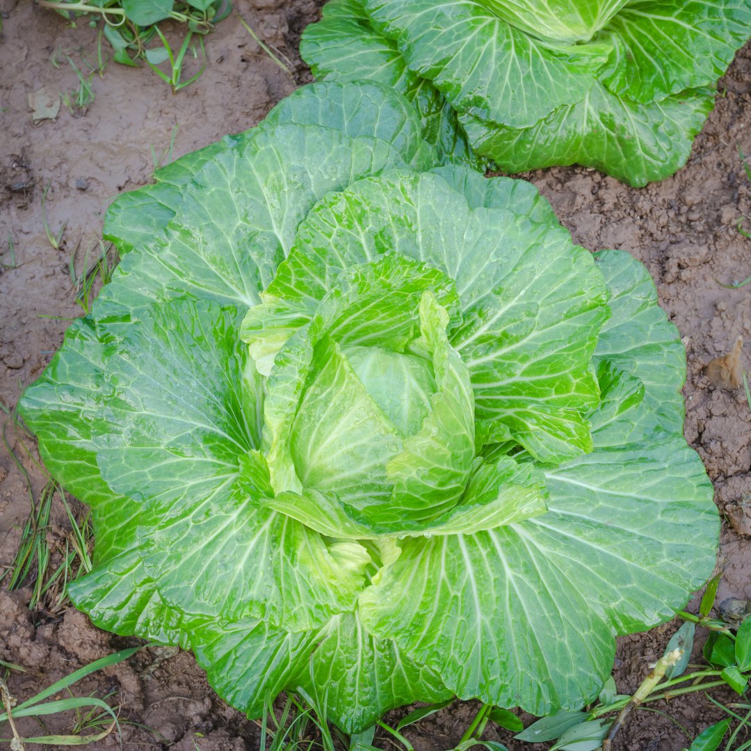 Organic Brassica Juncea Coss Vegetable 30 PCS Seeds
