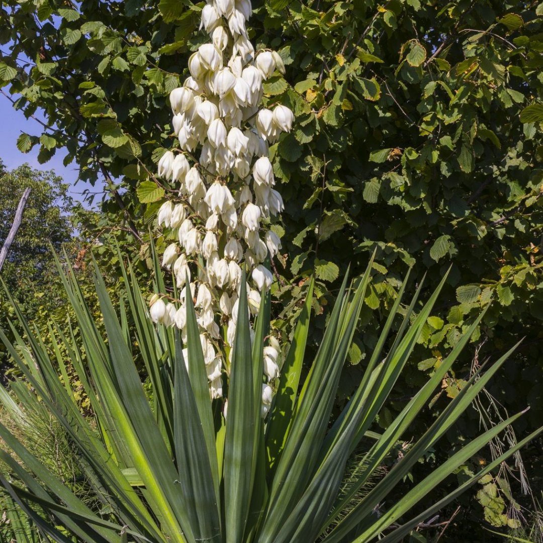 Yucca Valida Datillo Yucca Garden Plants 5 PCS Seeds