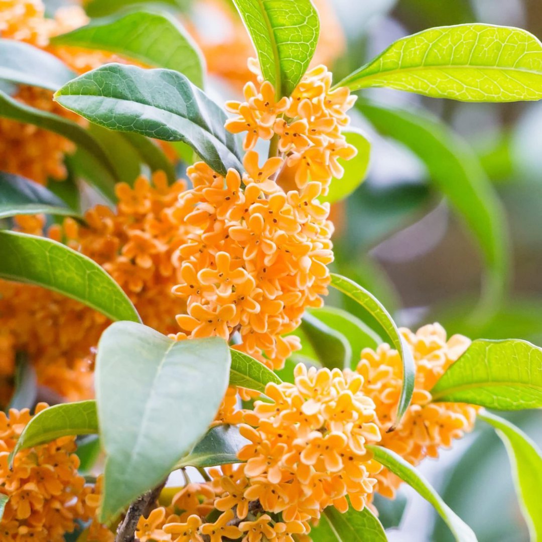 Yellow Osmanthus Fragrans 20 PCS Seeds