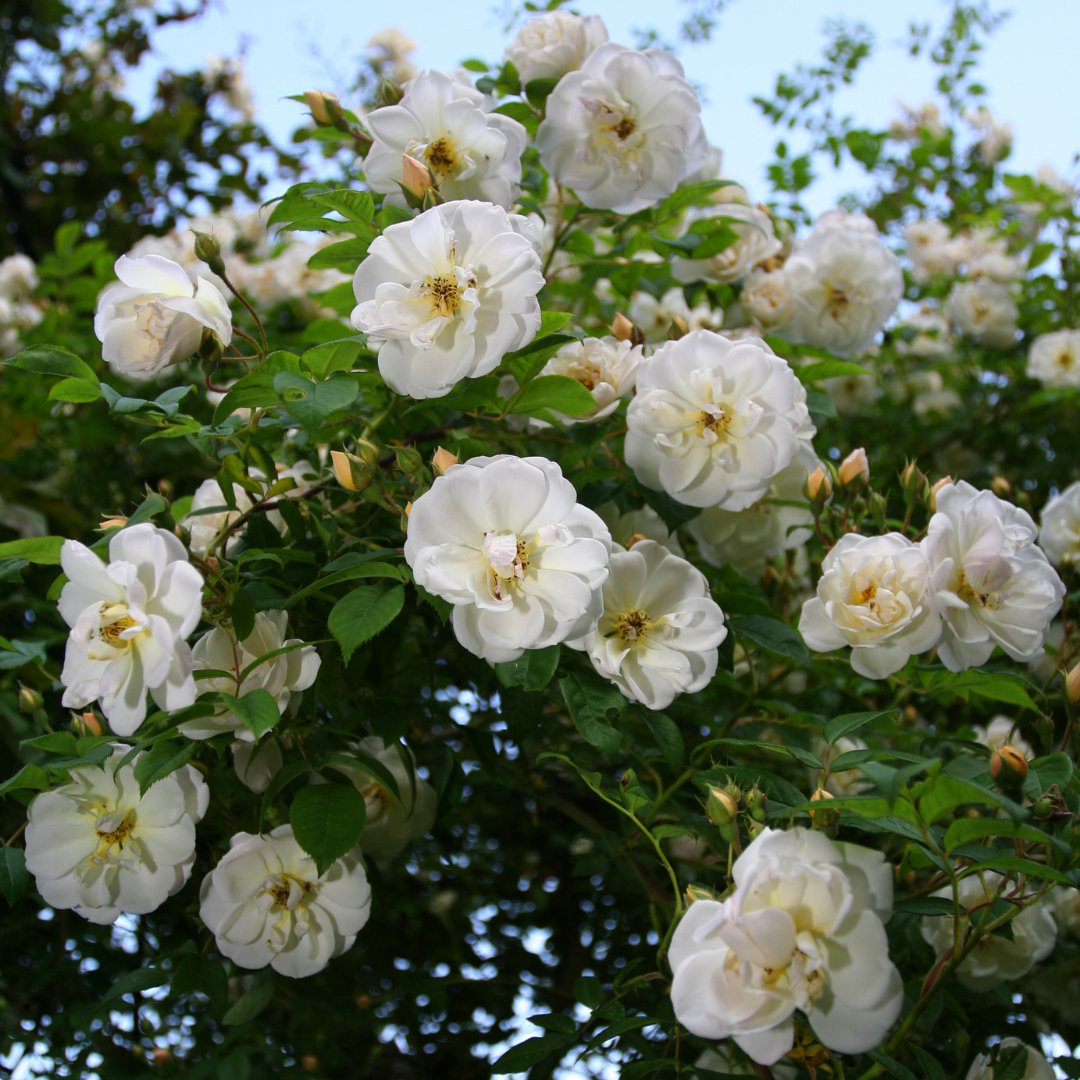 White Climbing Rose 100 PCS Seeds
