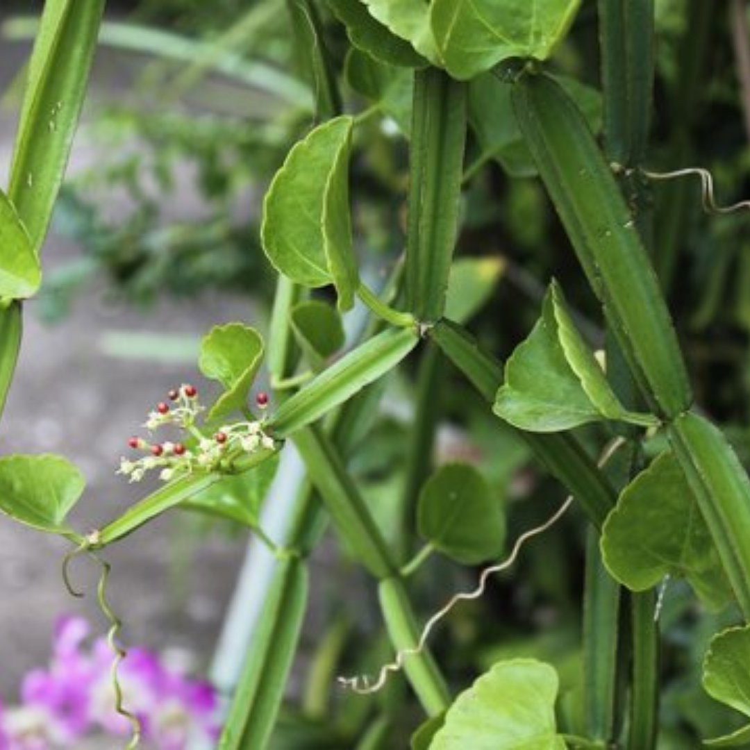 Veldt Grape cissus quadrangularis Plant 10 PCS Seeds
