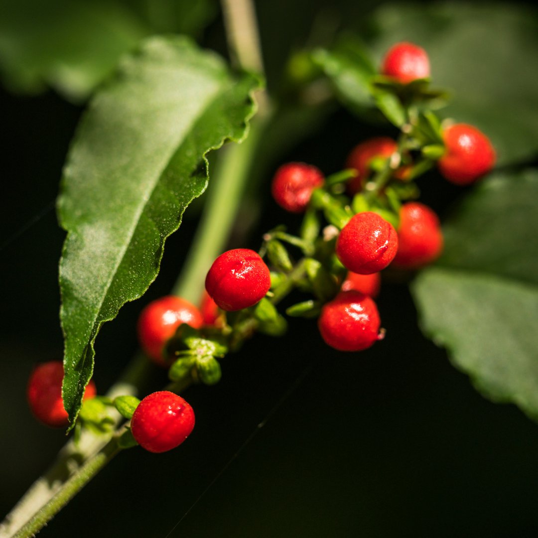 Rouge Plant Rivina Humilis Organic 10 PCS Seeds