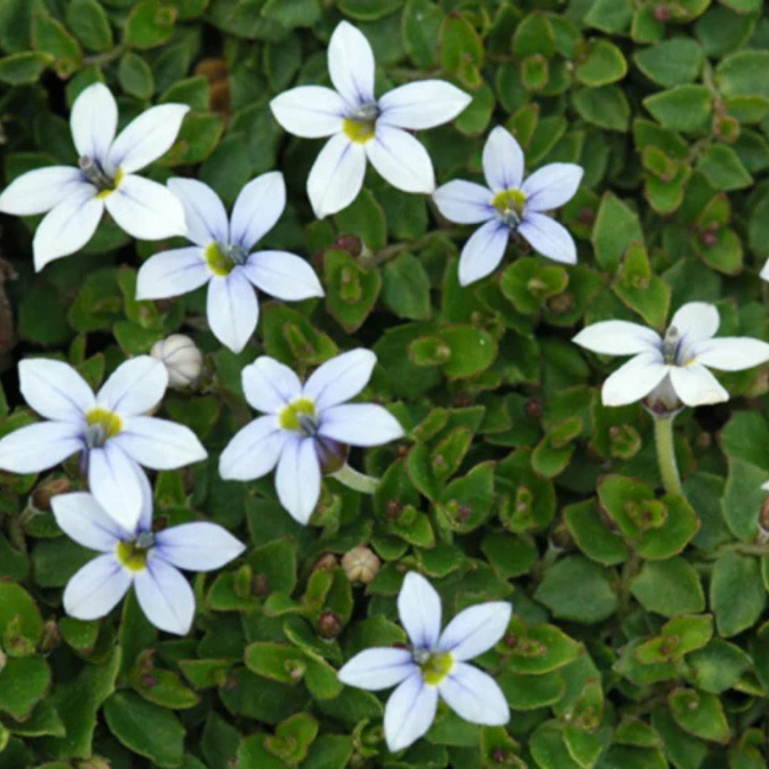 Blue Star Creeper Isotoma Fluviatilis 50 PCS Seeds
