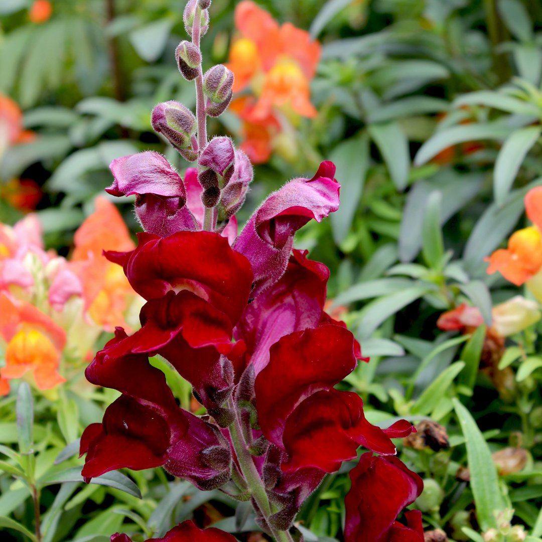 Tall Dark Red Snapdragon 500 PCS Seeds