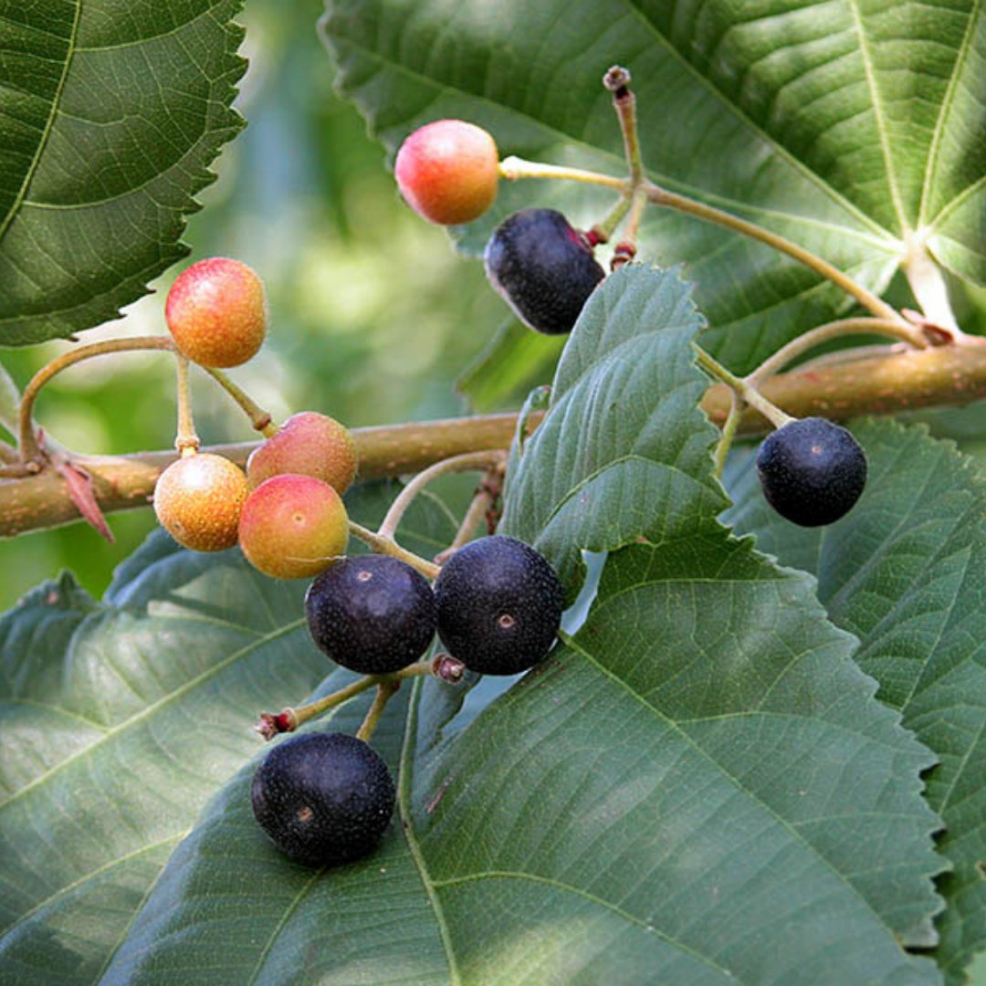 Grewia Asiatica Leaves Phalsa Falsa Leaves 50 PCS Seeds