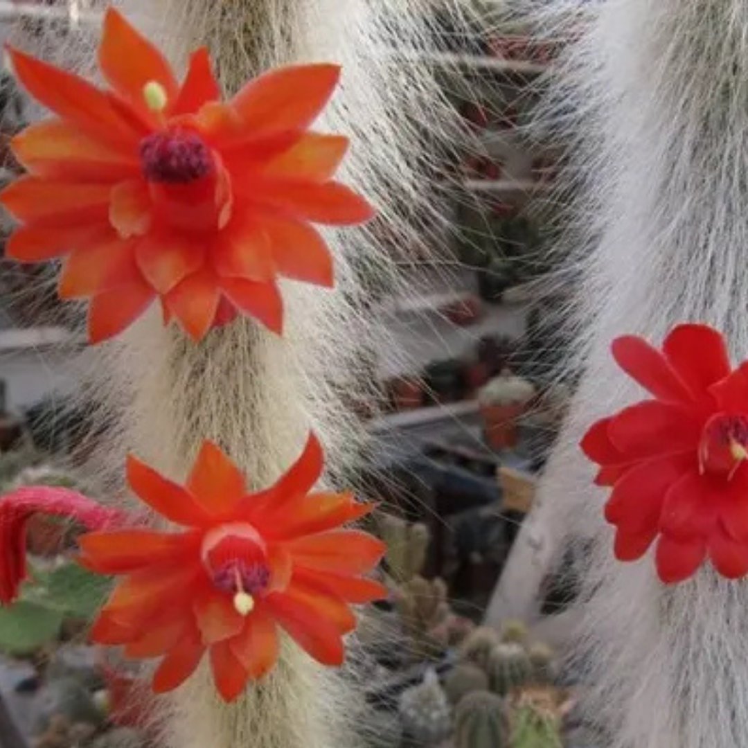 Hildewintera colademononis 10 PCS Seeds