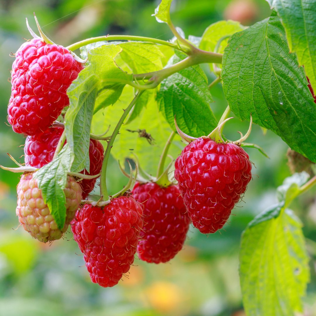 Heritage Raspberry Garden 100 PCS Seeds
