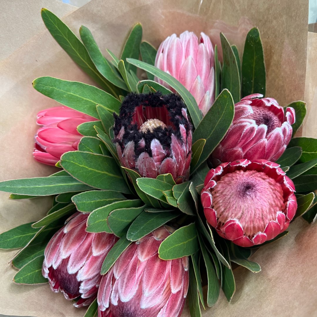 Protea Longifolia 6 PCS Seeds